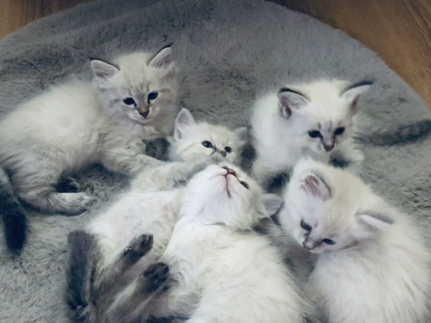 Котята невская маскарадная