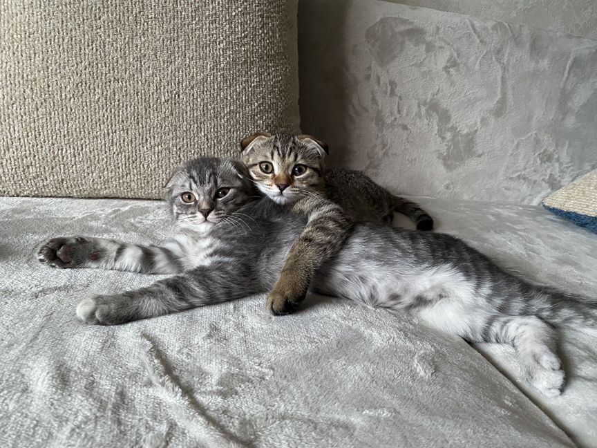 Шотладские котята