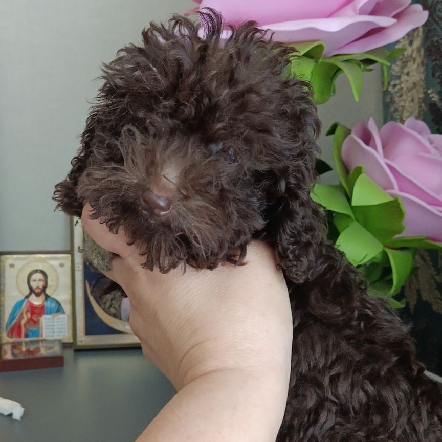 Той-пудель, щенок