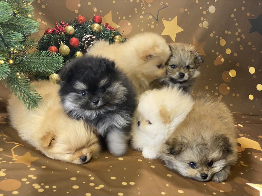 Шпицы под елочку