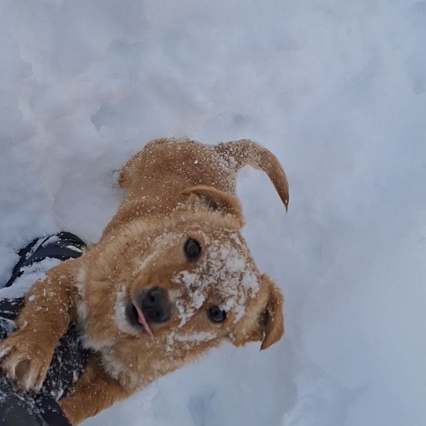 Щенок в добрые руки бесплатно маленькая