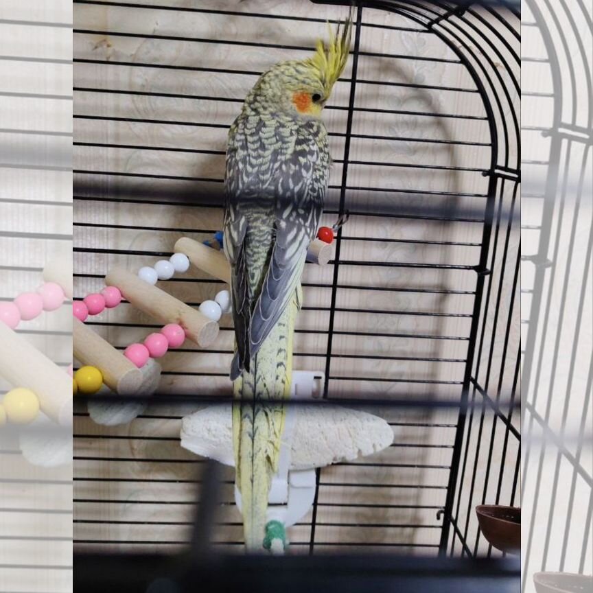 Попугай корелла птенец