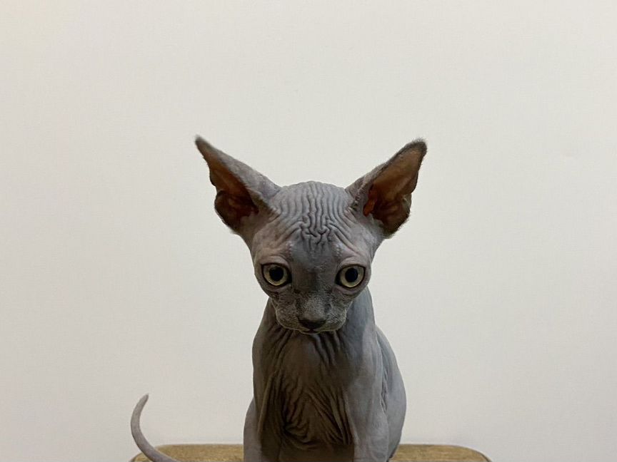 Канадский сфинкс котенок