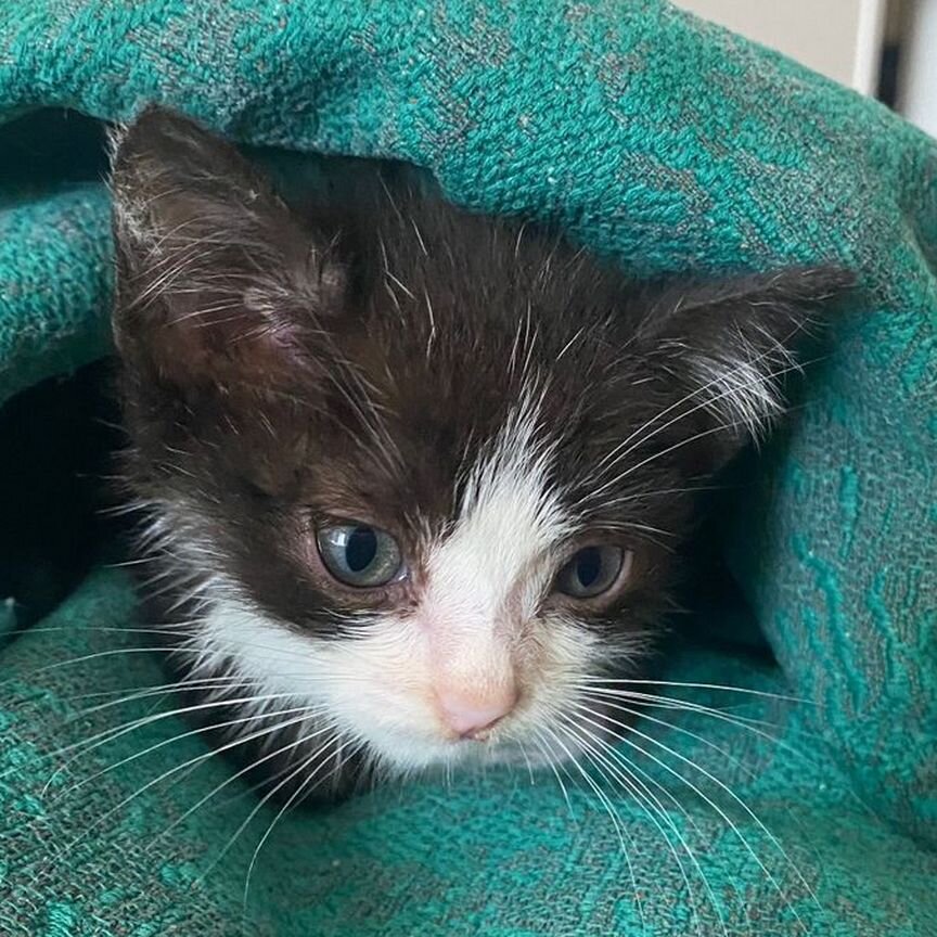 Котёнок в добрые руки