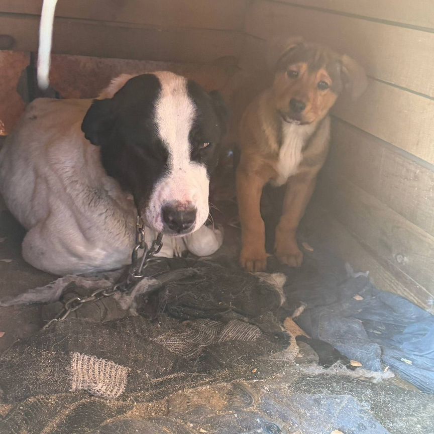 Щенок в добрые руки