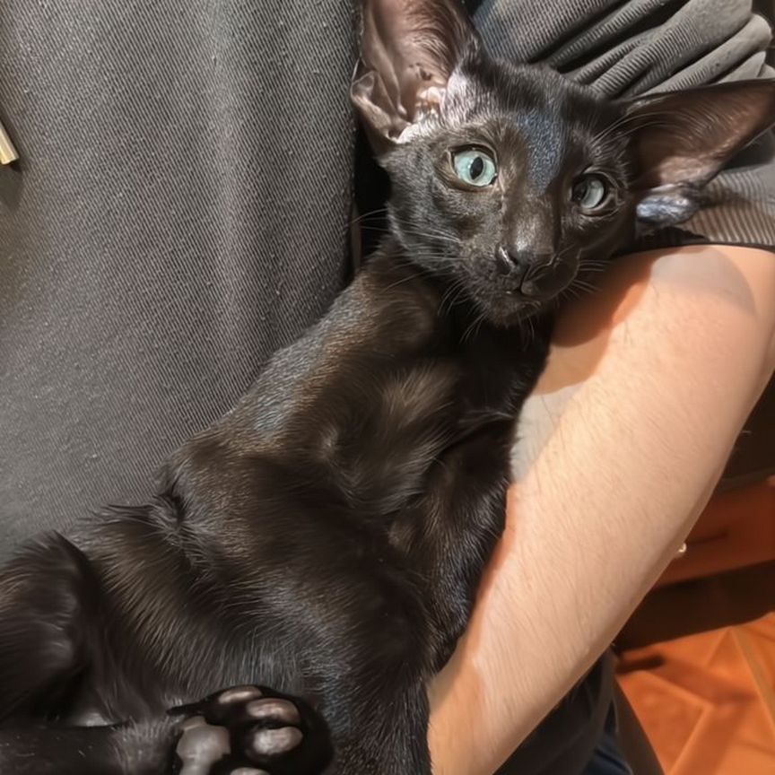 Ориентальный котёнок