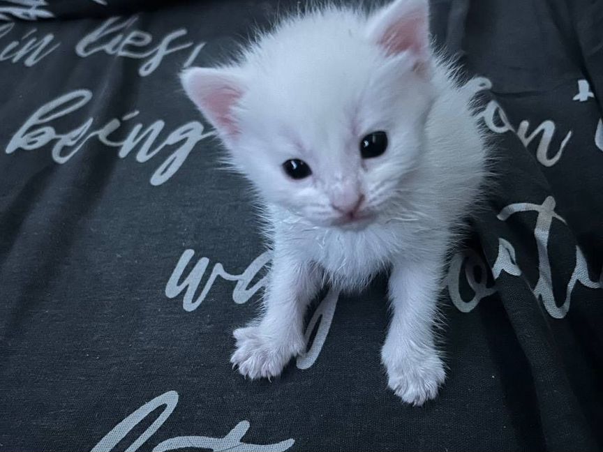 Котенок 2 месяца девочка
