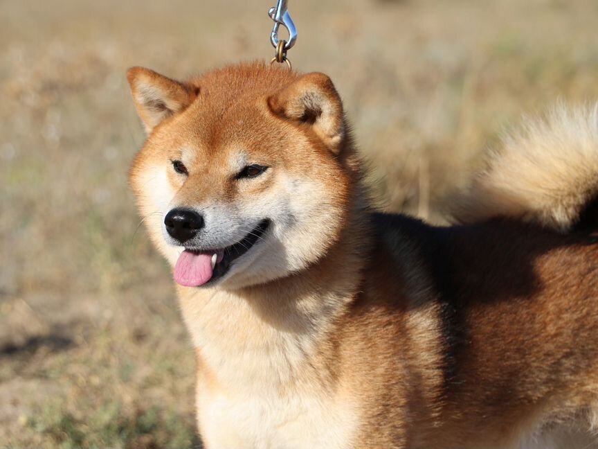 Вязка Сиба ину