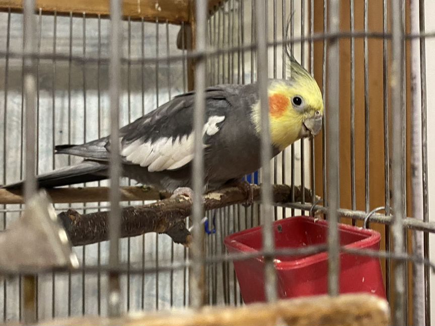 Попугай корелла с клеткой