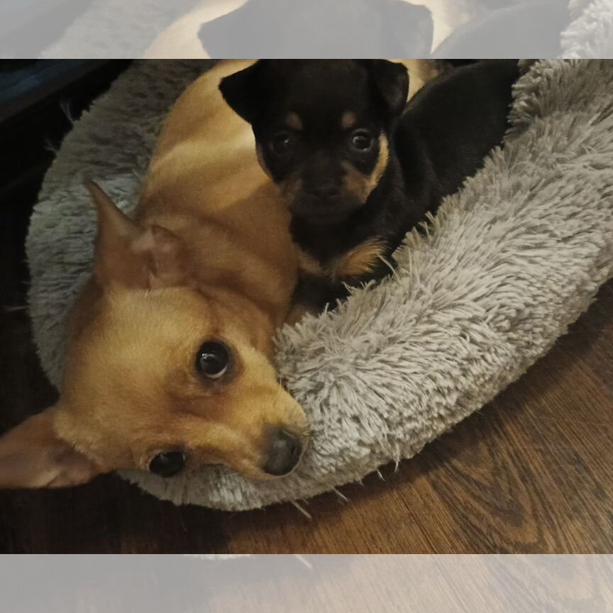 Русский той-терьер, щенок