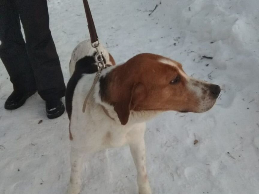 Найдена собака русская гончая