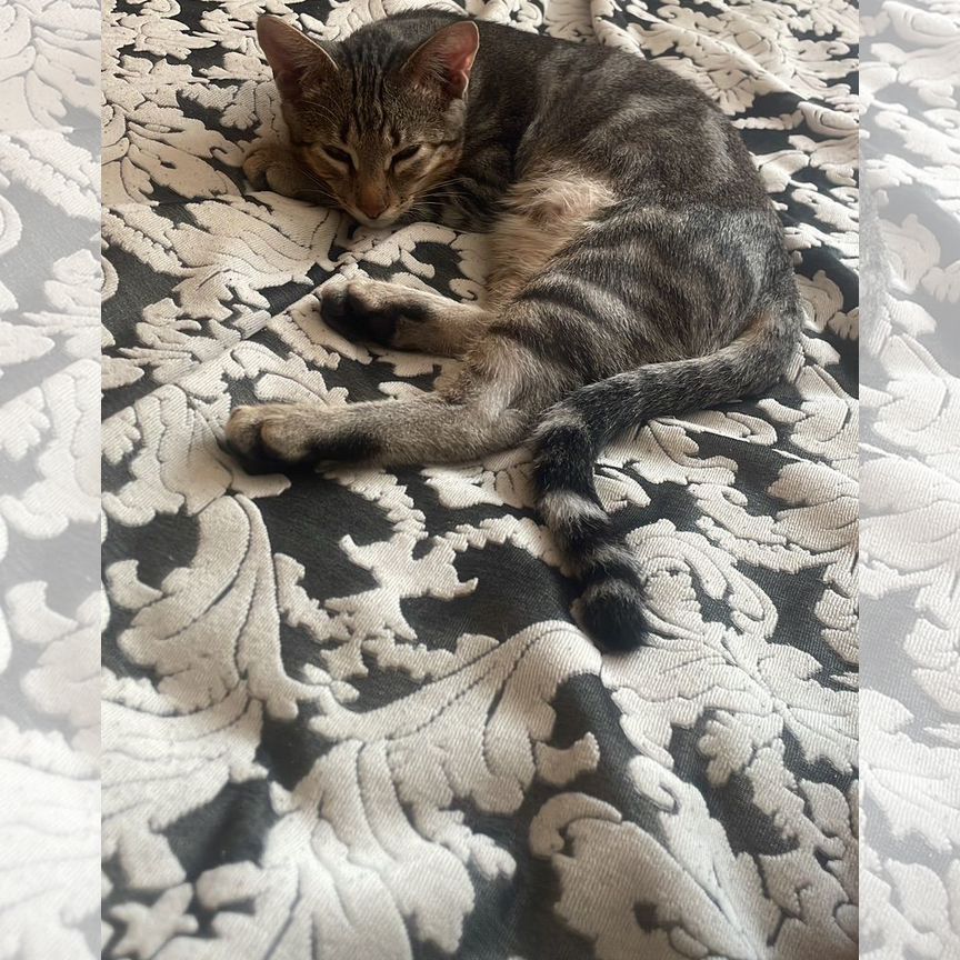 Котик в добрые руки