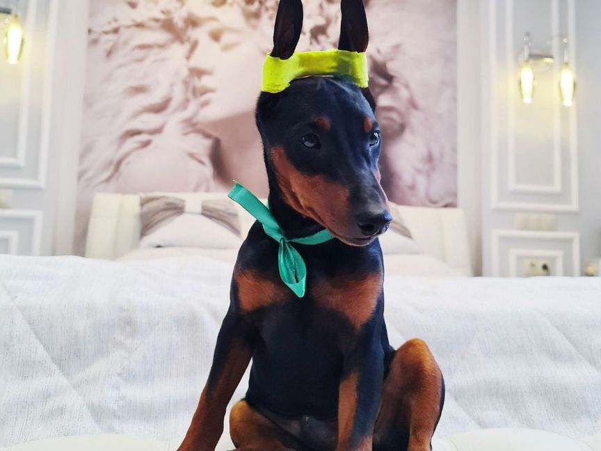 Шикарный щенок цвергпинчера