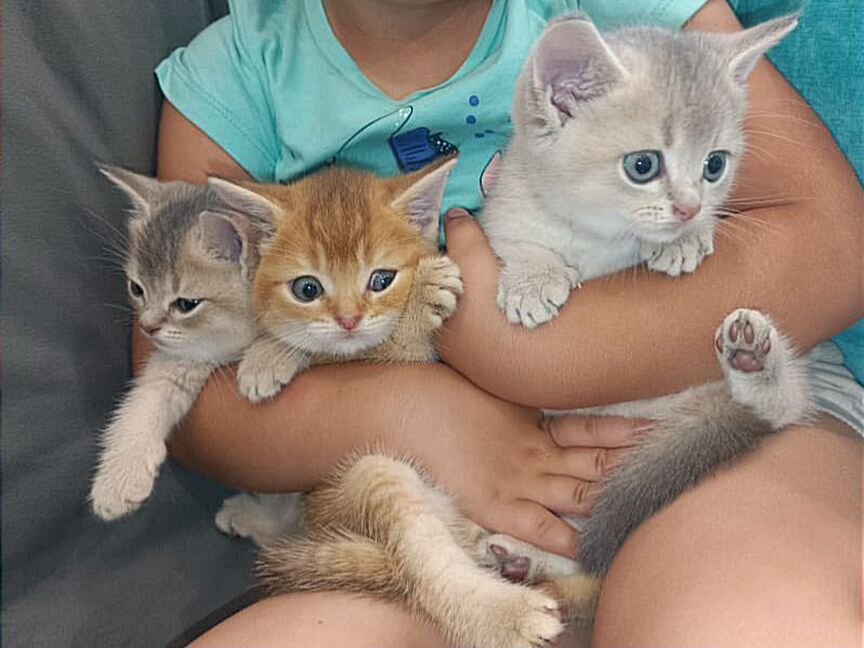 Британские котята