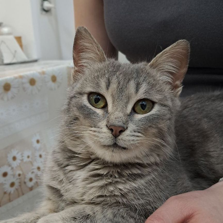 Котенок