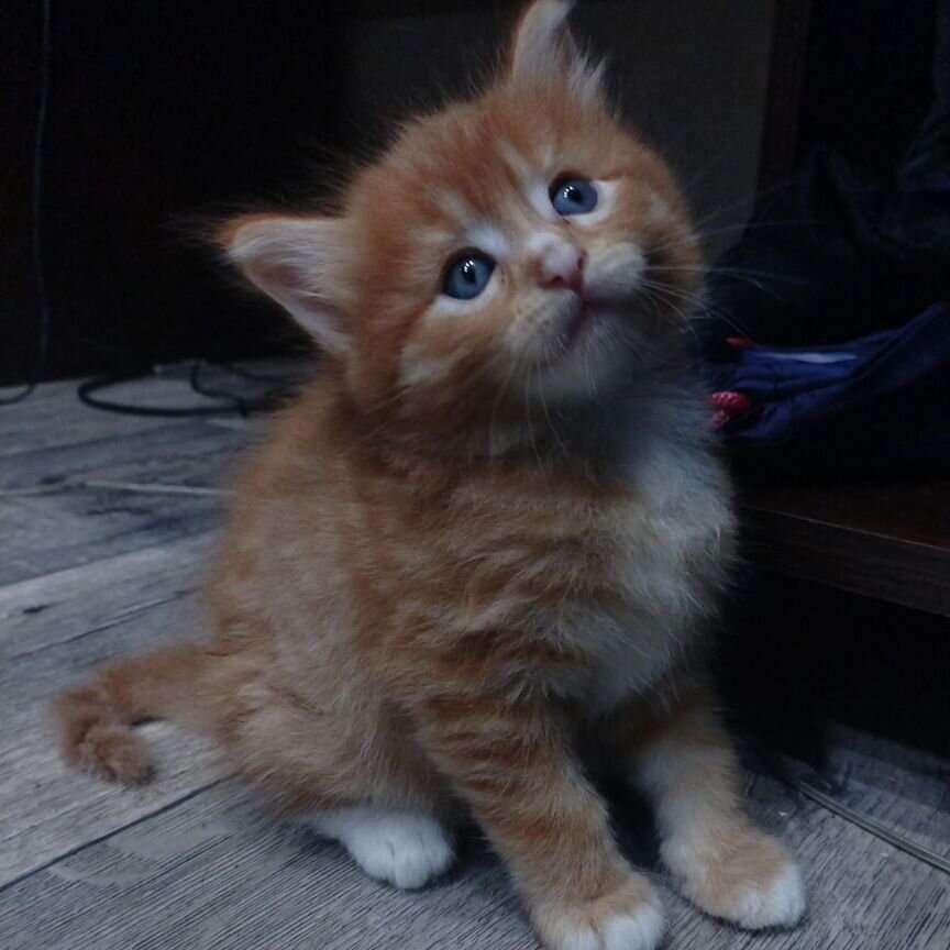 Котята