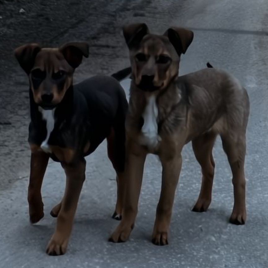 Щенок в добрые руки