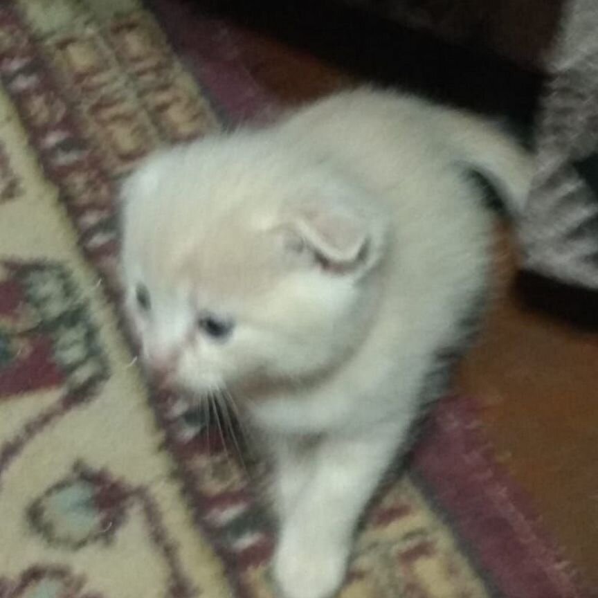 Котята