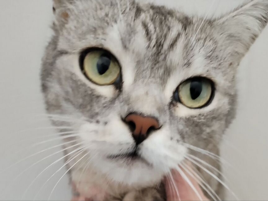 Породистый котик В добрые руки