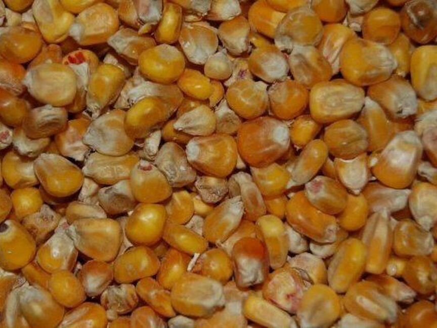 Кукуруза кормовая