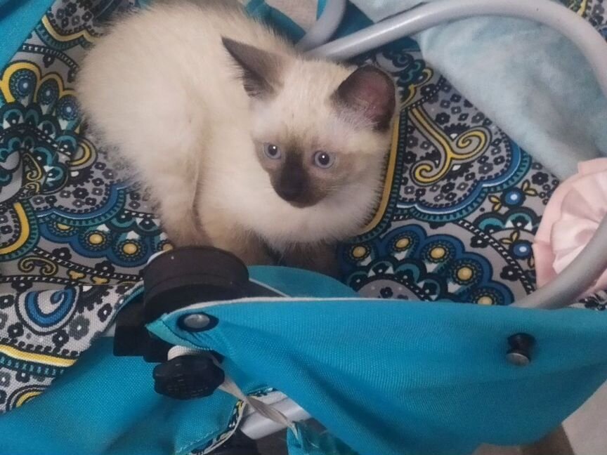 Сиамские котята