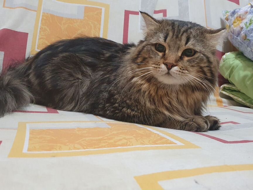 Кот 1год 2 мес