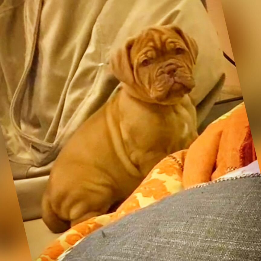 Бордоский дог, щенок