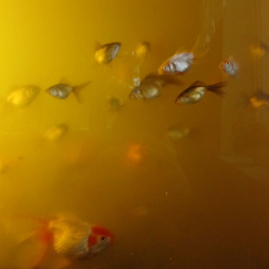 Золотая рыбка оранда