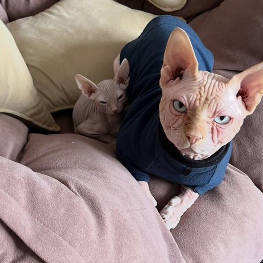 Канадский сфинкс, взрослый кот