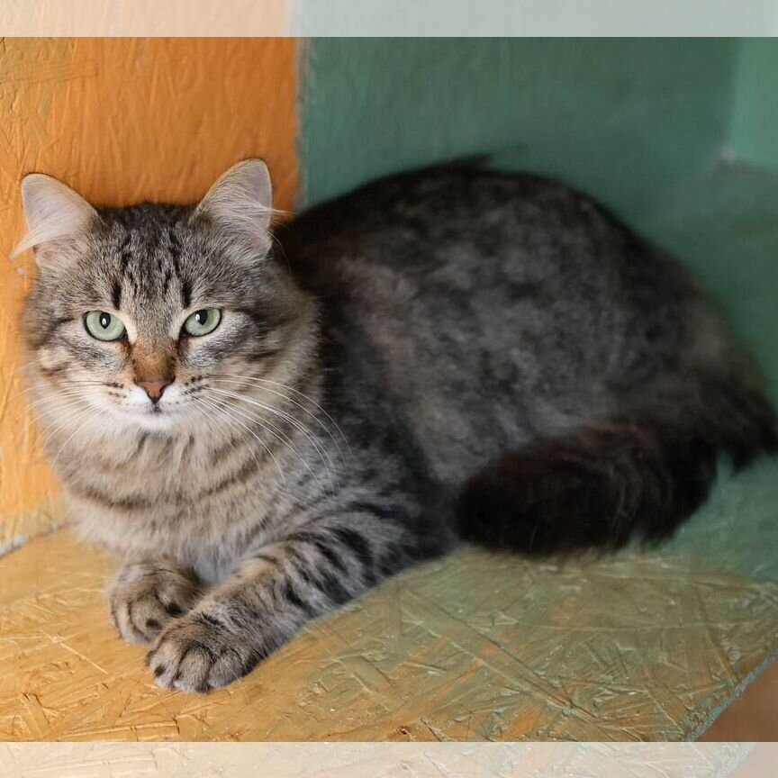 Сибирский, взрослый кот