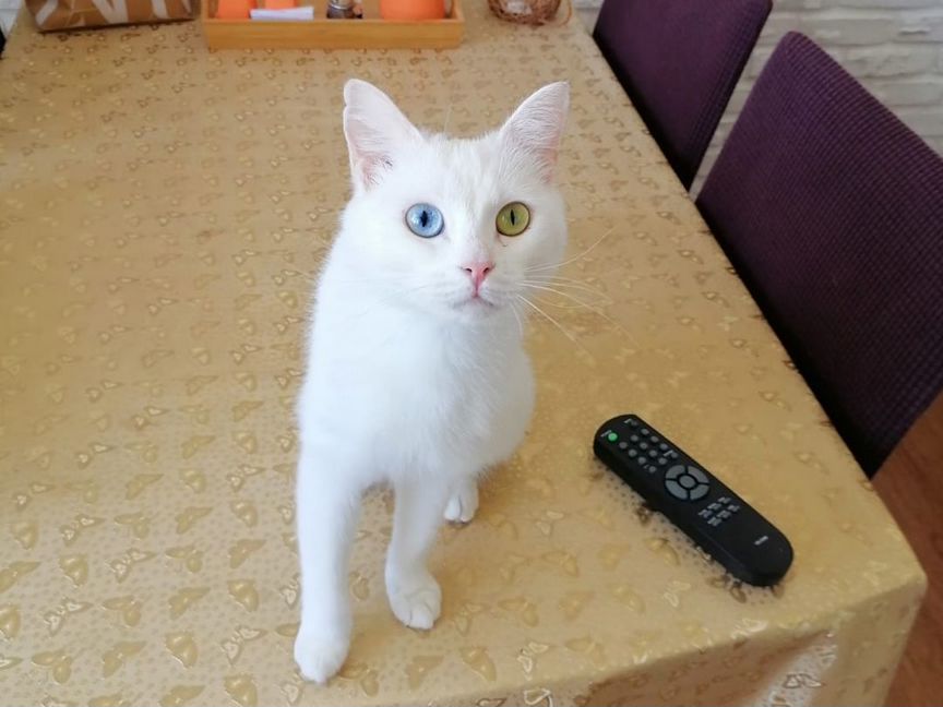 Кошки в добрые руки породистые