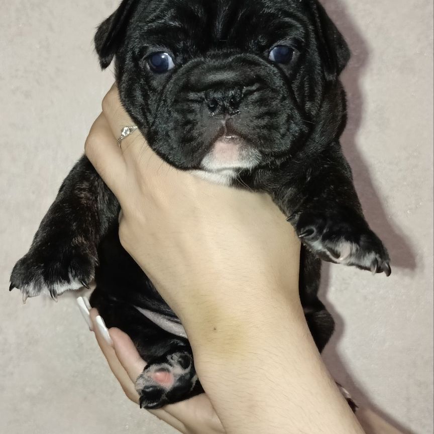 Французский бульдог, щенок