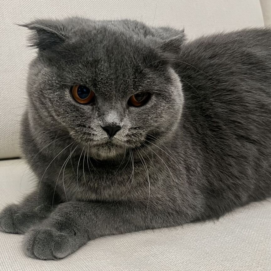 Шотландский вислоухий короткошёрстный котёнок