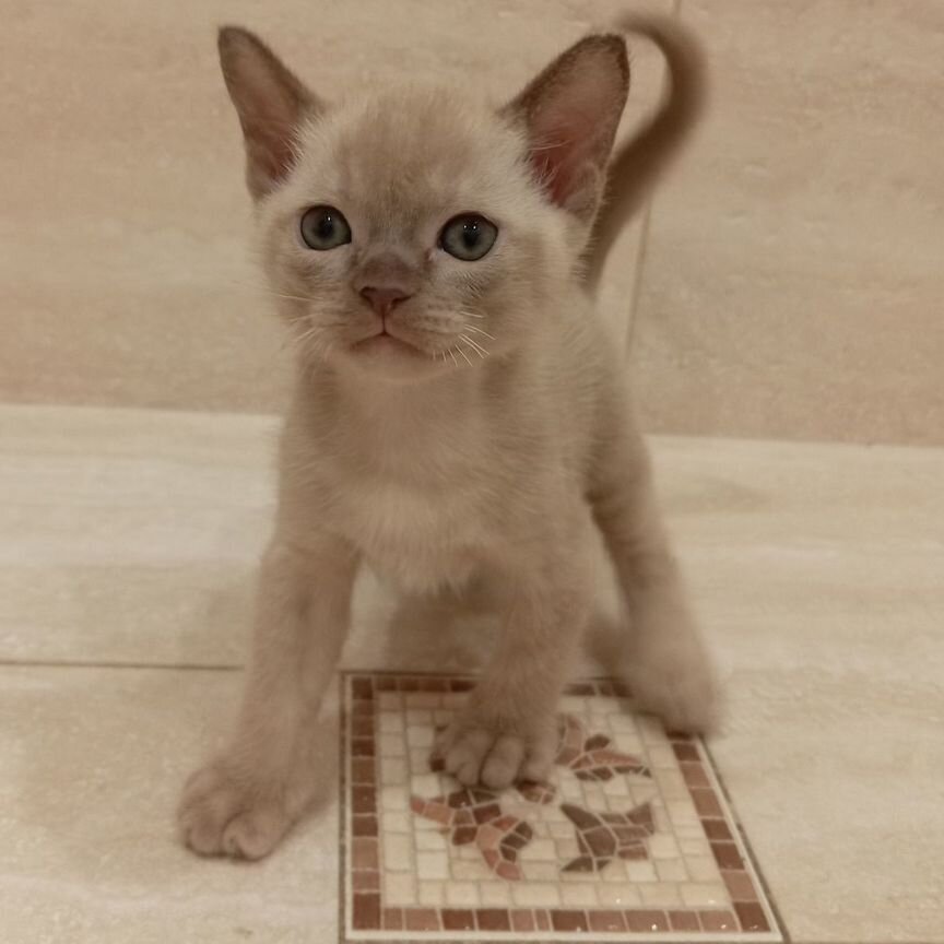 Домашние животные котята