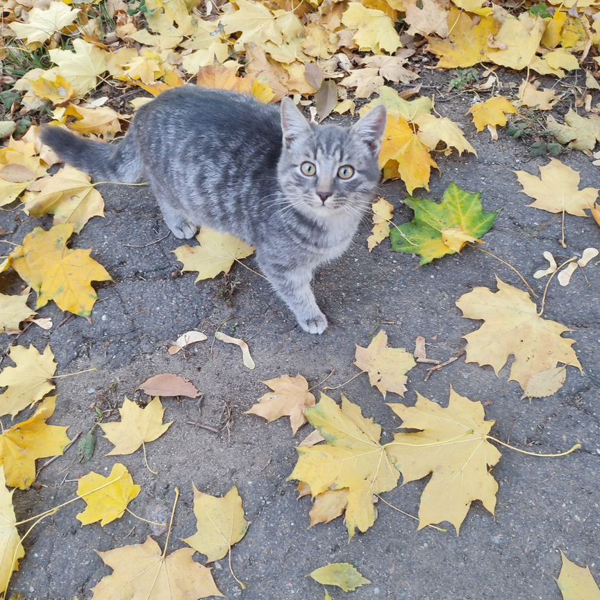 Котята в добрые руки