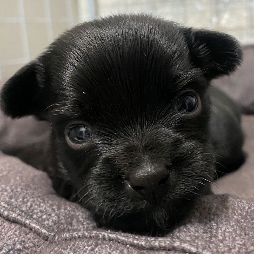 Щенки чихуахуа