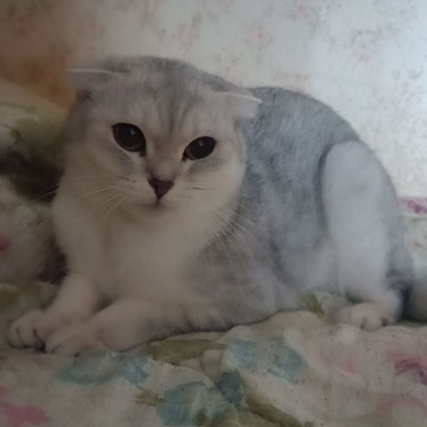 Шотландская вислоухая кошка белая
