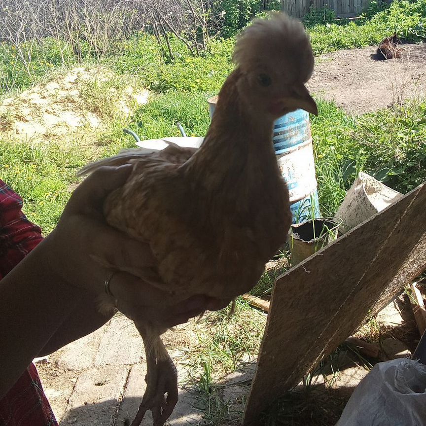 Продам курочку
