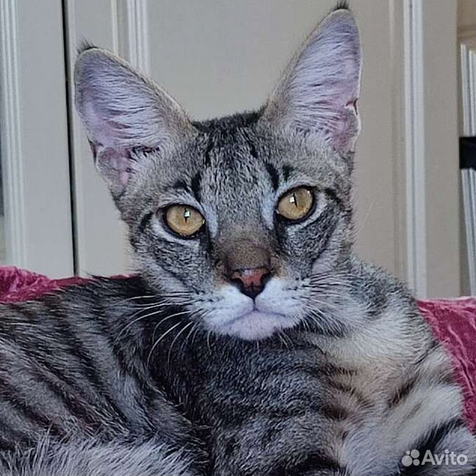 Чаузи ф1 (85 процентная)девочка