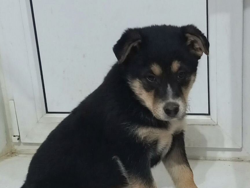 Щенки мальчики в добрые руки