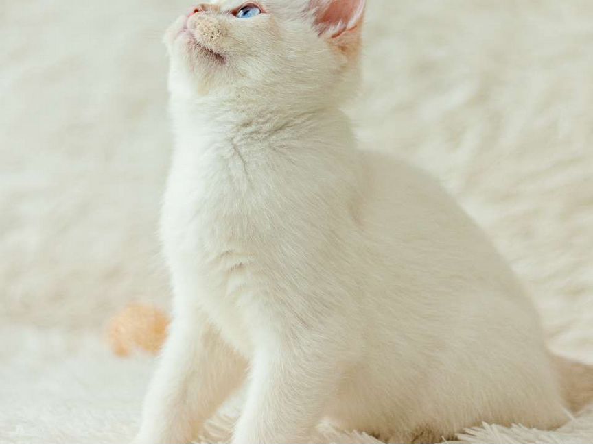 Плюшевый котик