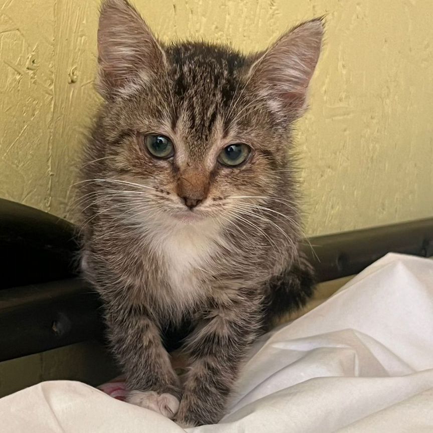 Котёнок девочка