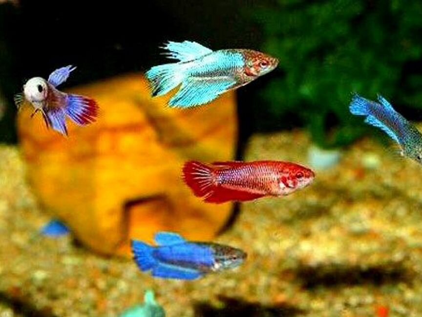 Петушки сиамские "Ассорти" (Московского разведени