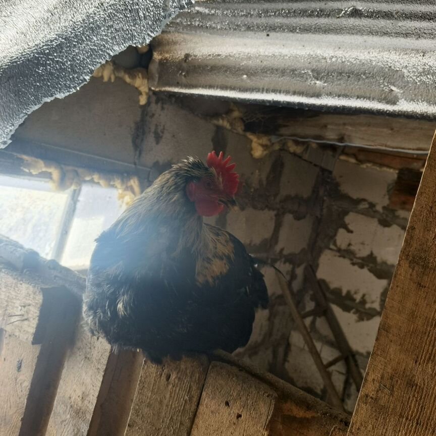 Молодые петухи, бойцовские, породистые