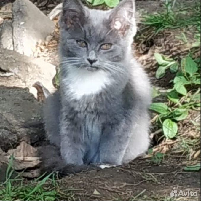 Котёнок брошен у станции сос