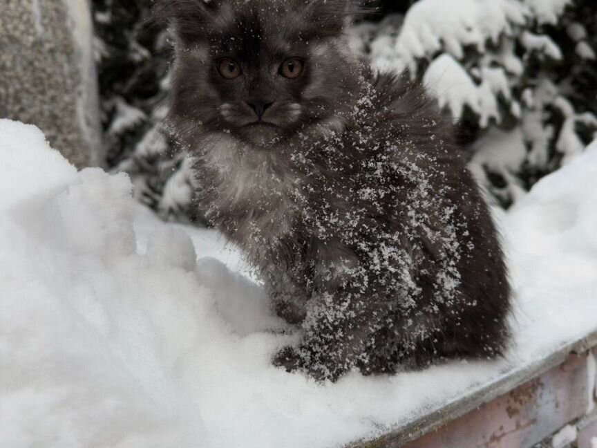 Мейн-кун котенок с родословной из питомника