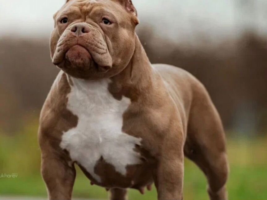 Мальчики американского булли