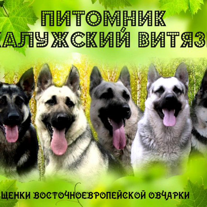Щенки восточноевропейской овчарки. Резервирование