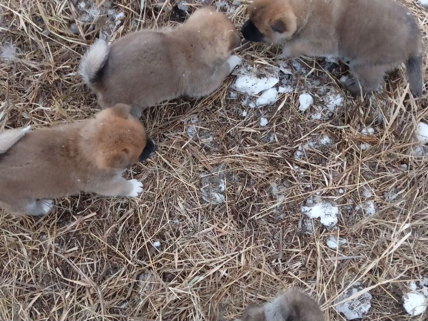 Американская акита