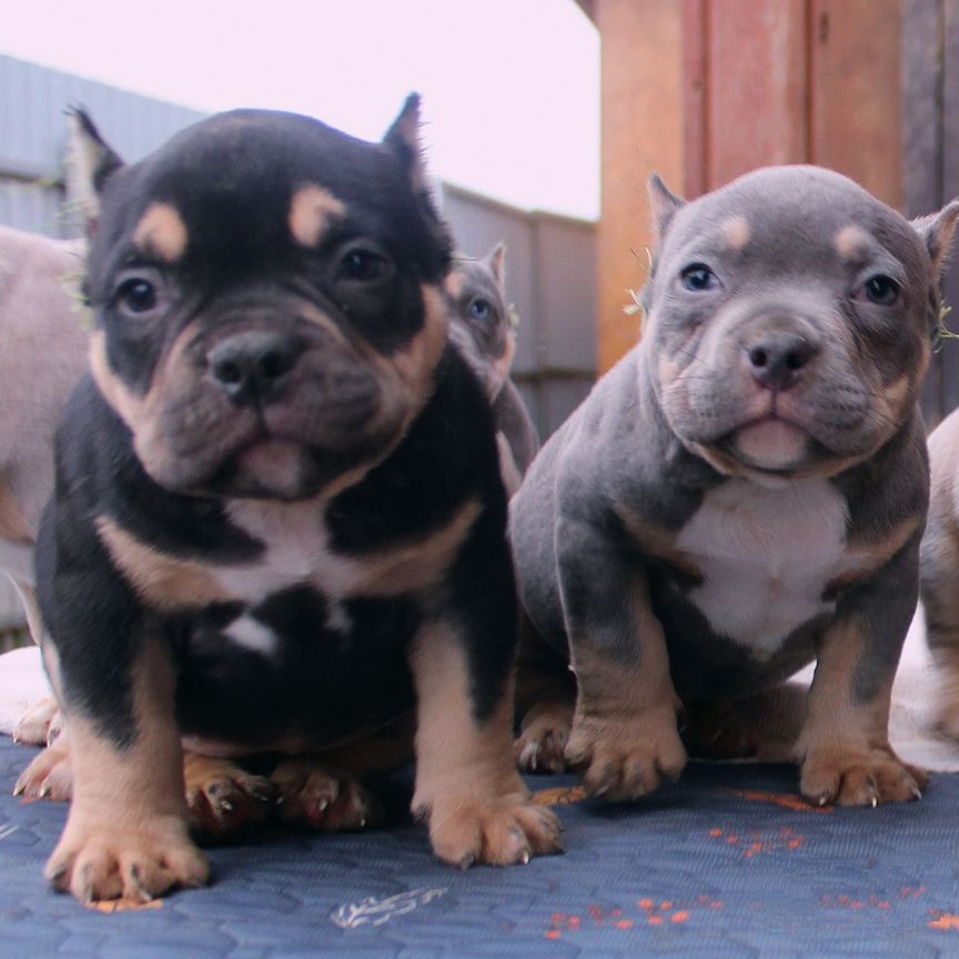 Американский булли, щенок